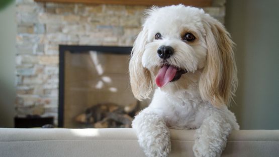 Puppy Availability | Cockapoo’s Scotland