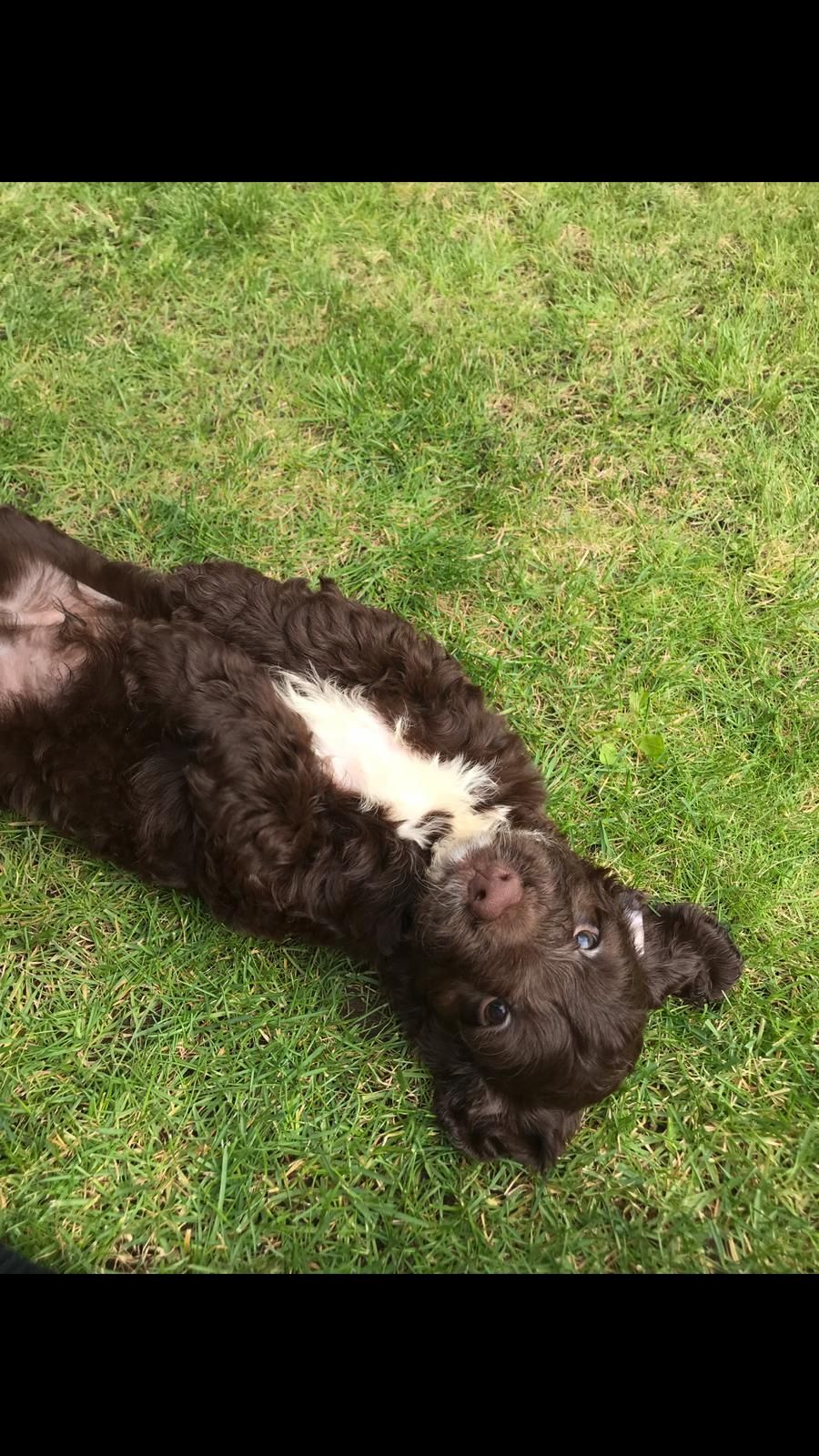 Cockapoo Puppies for Sale | Cockapoo’s Scotland