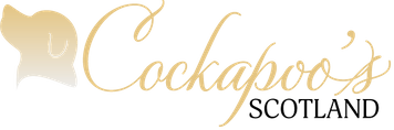 Beautiful Cockapoo Puppies in Larkhall | Cockapoo’s Scotland