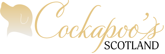 Our Cockapoos | Cockapoo’s Scotland