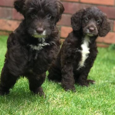 Puppy Availability | Cockapoo’s Scotland