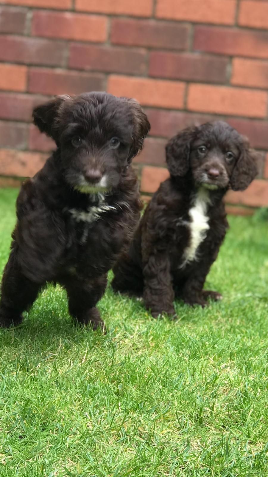 Cockapoo Puppies for Sale | Cockapoo’s Scotland