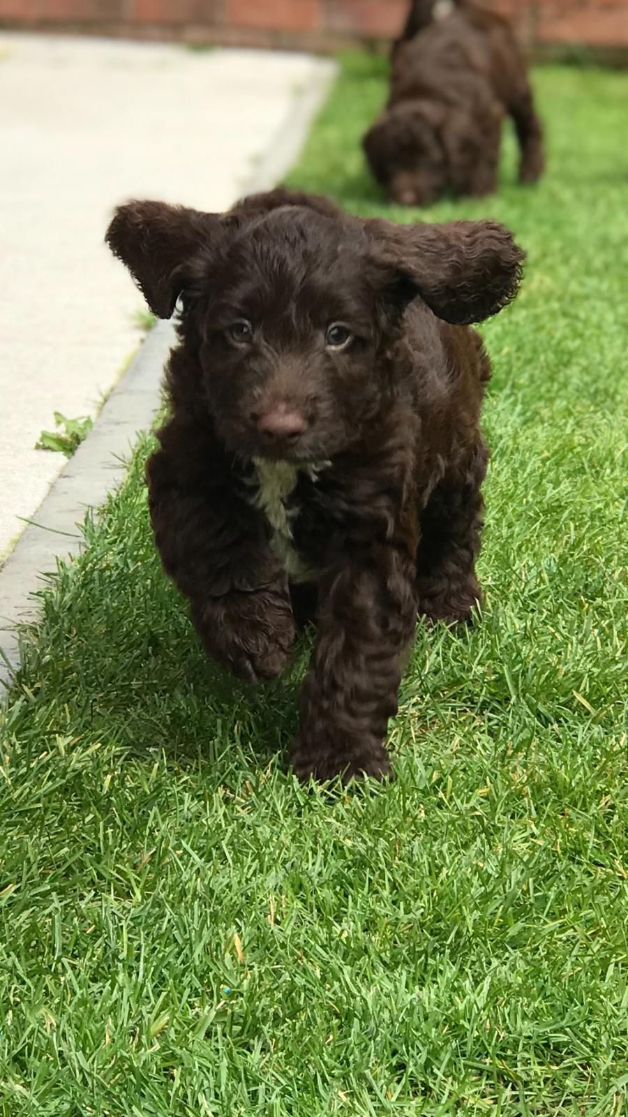 Cockapoo Puppies for Sale | Cockapoo’s Scotland