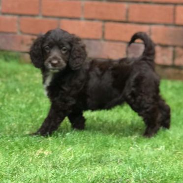 View Our Gallery | Cockapoo’s Scotland