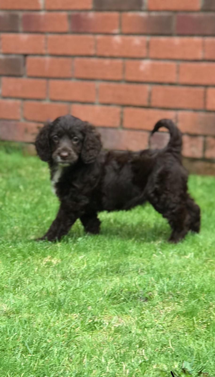 View Our Gallery | Cockapoo’s Scotland