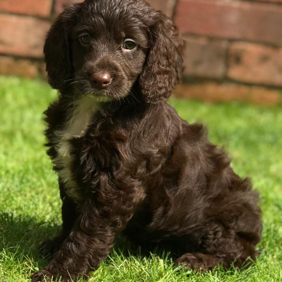 Cockapoo Puppies for Sale | Cockapoo’s Scotland